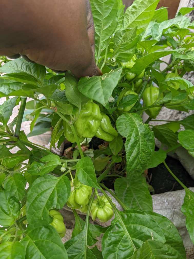 Goma: Richard Kalambo réussit la culture du piment et de la tomate ...