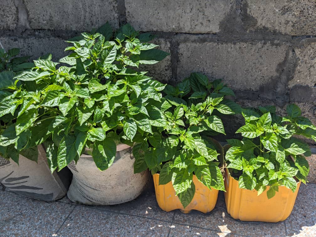 Goma: Richard Kalambo réussit la culture du piment et de la tomate ...