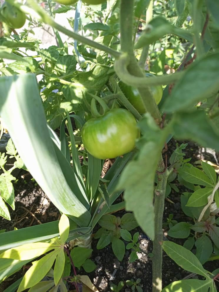 Goma: Richard Kalambo réussit la culture du piment et de la tomate ...