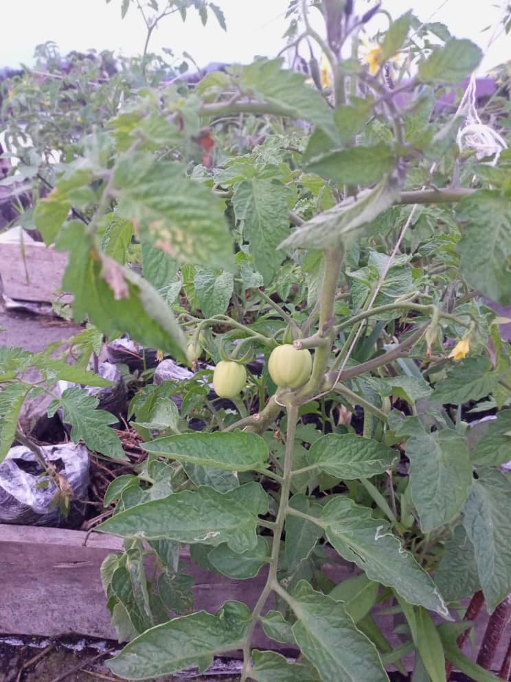 Goma: Richard Kalambo réussit la culture du piment et de la tomate ...